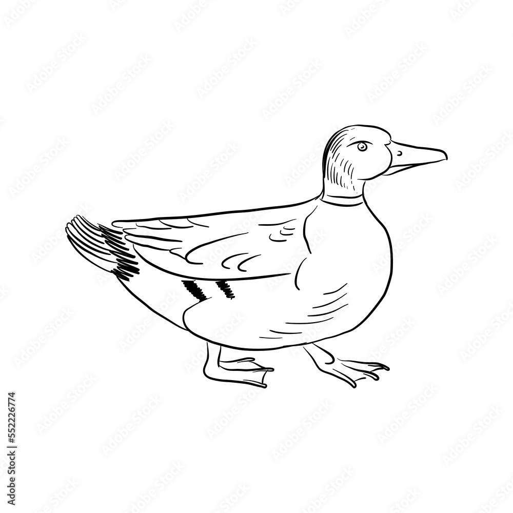 vector drawing sketch of domestic duck, hand drawn bird, isolated ...