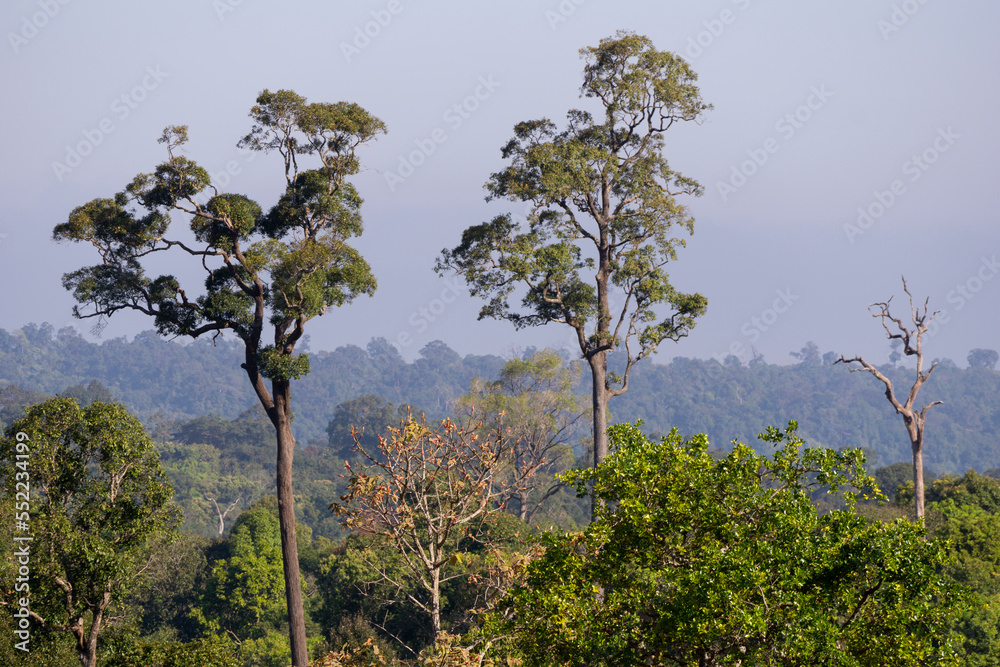 Native unspoiled landscape showing native trees surviving in ...