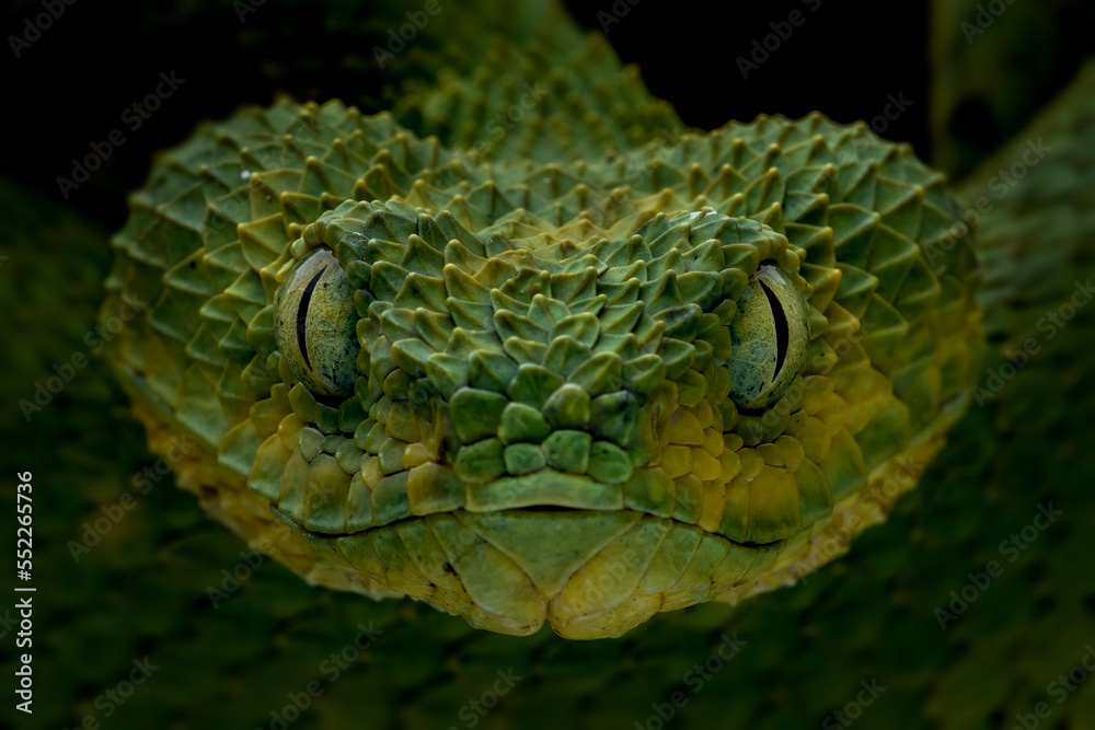 Western Bush Viper or West African Leaf Viper (Atheris chlorechis), is ...