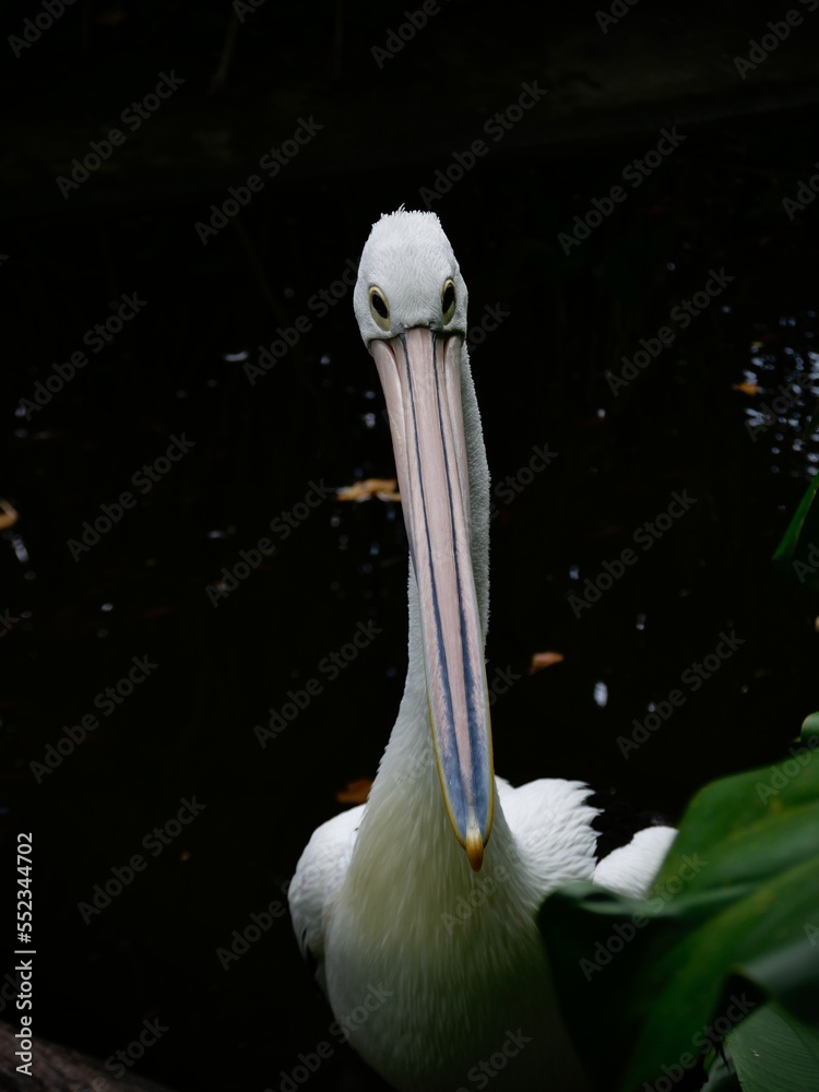 Conservation of wild animals from nature that are endangered due to ...