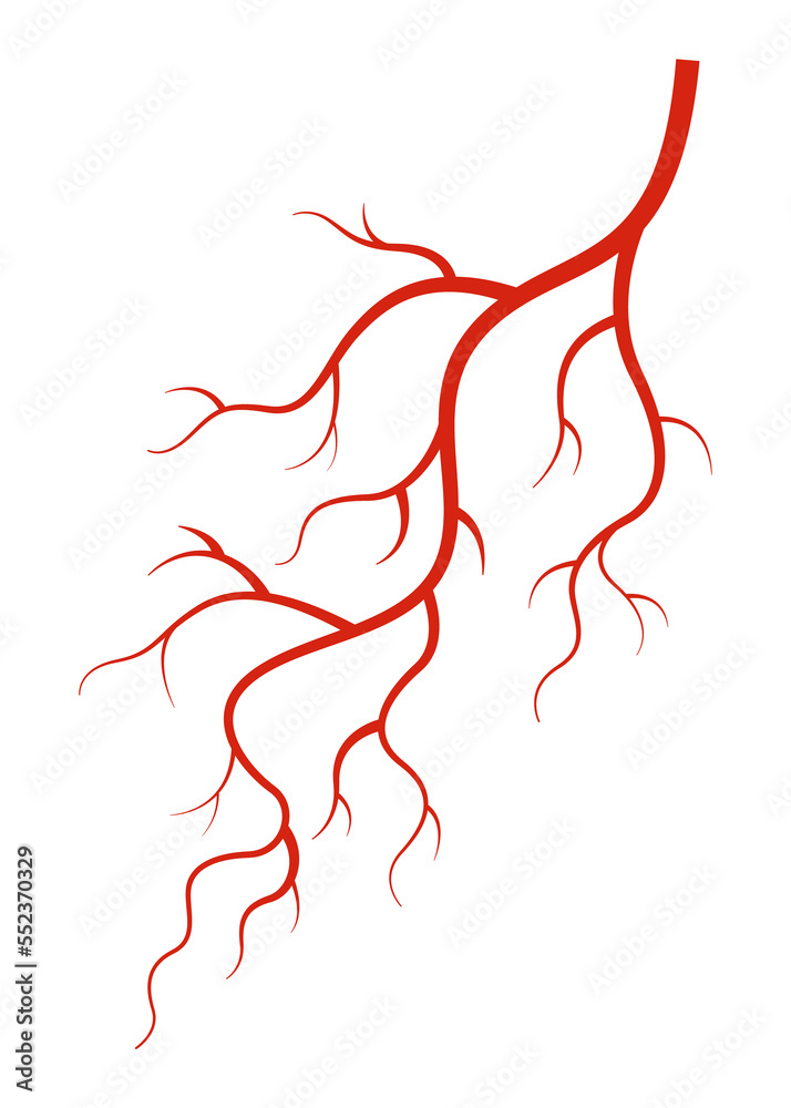 Human veins. Red silhouette vessel, arteries or capillaries on white ...