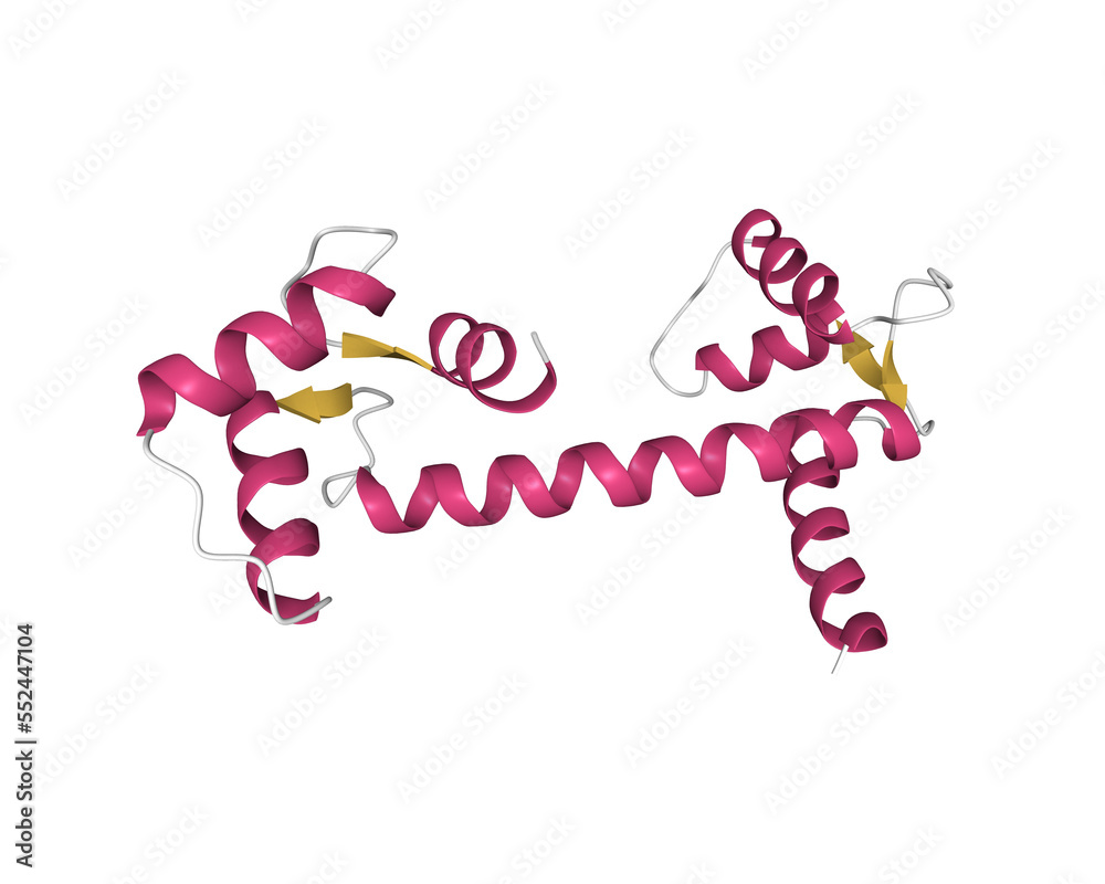 Structure of human calmodulin, 3D cartoon model with the differently ...