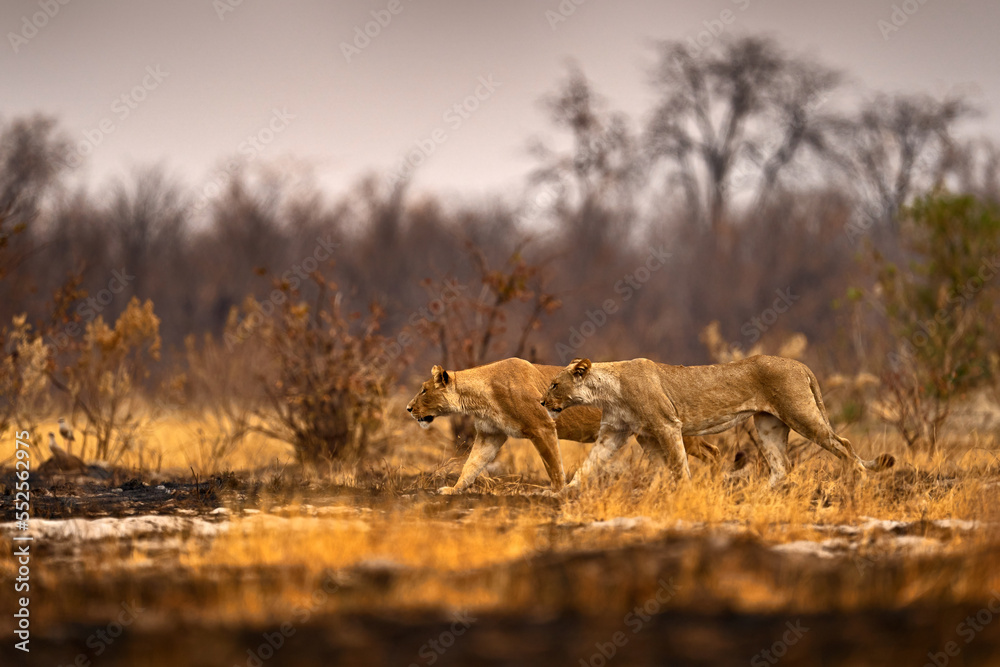 Foto de Stock African lion, male. Botswana wildlife. Lion, fire burned ...