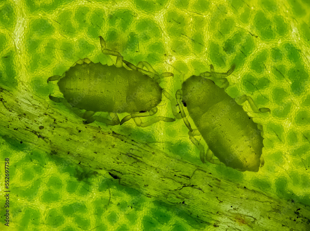 aphids on a black locust leaf under the microscope - light microscope ...