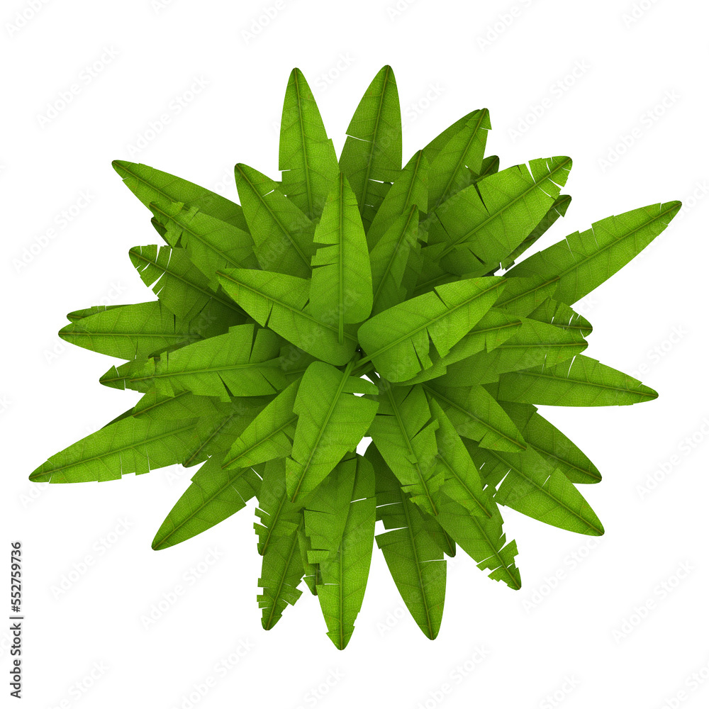 Generic Plant Tree PNG rendered in 4K Resolution for compositing and ...