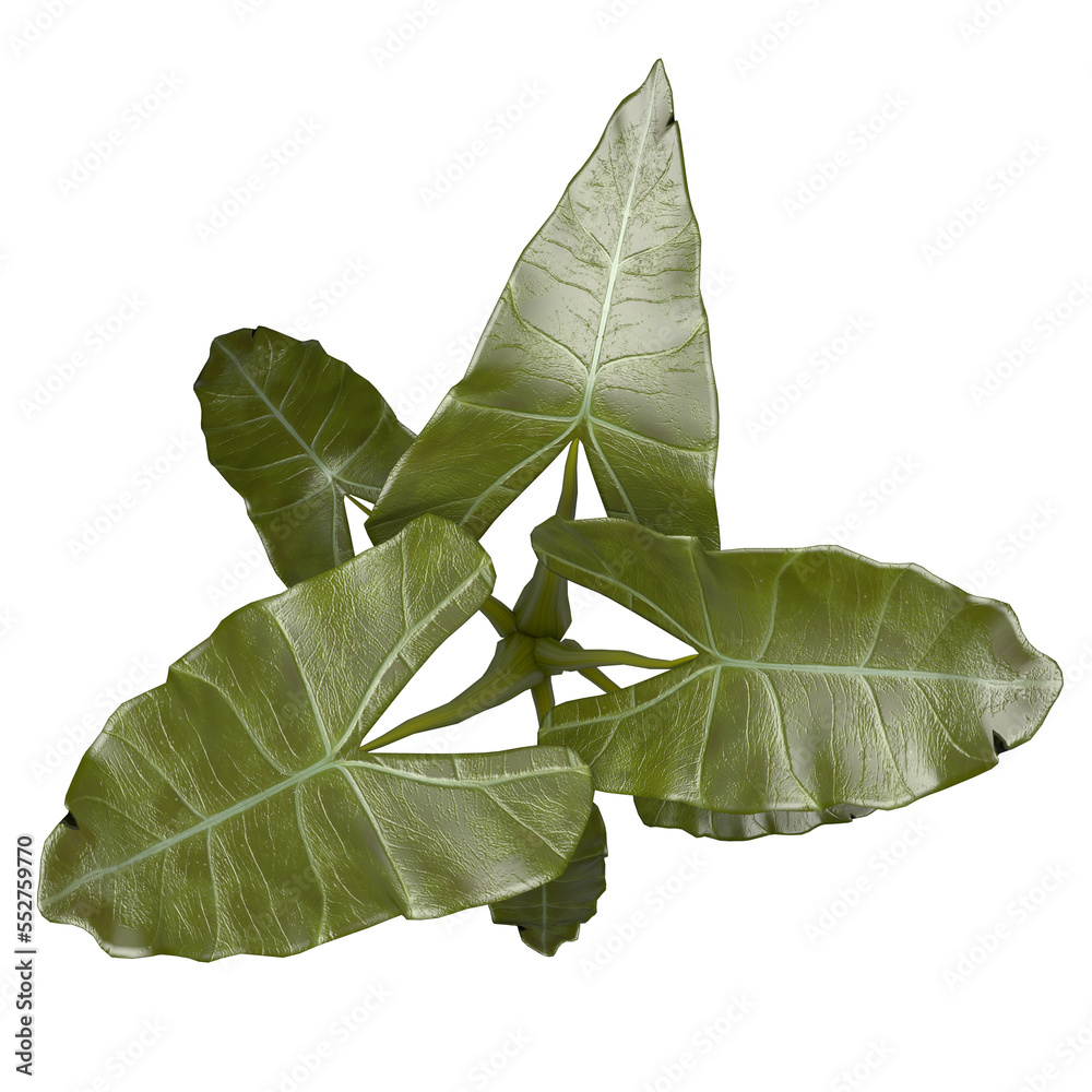 Generic Plant Tree PNG rendered in 4K Resolution for compositing and ...