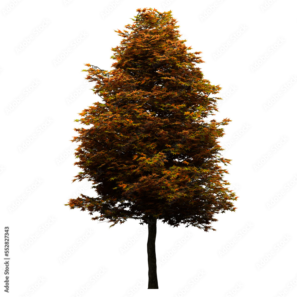 Generic Plant Tree PNG rendered in 4K Resolution for compositing and ...
