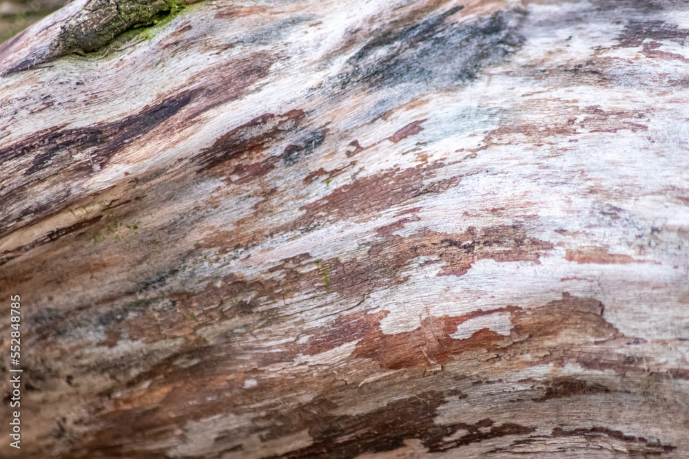 Natural figure organic wood grain shows tree bark details of hardwood ...