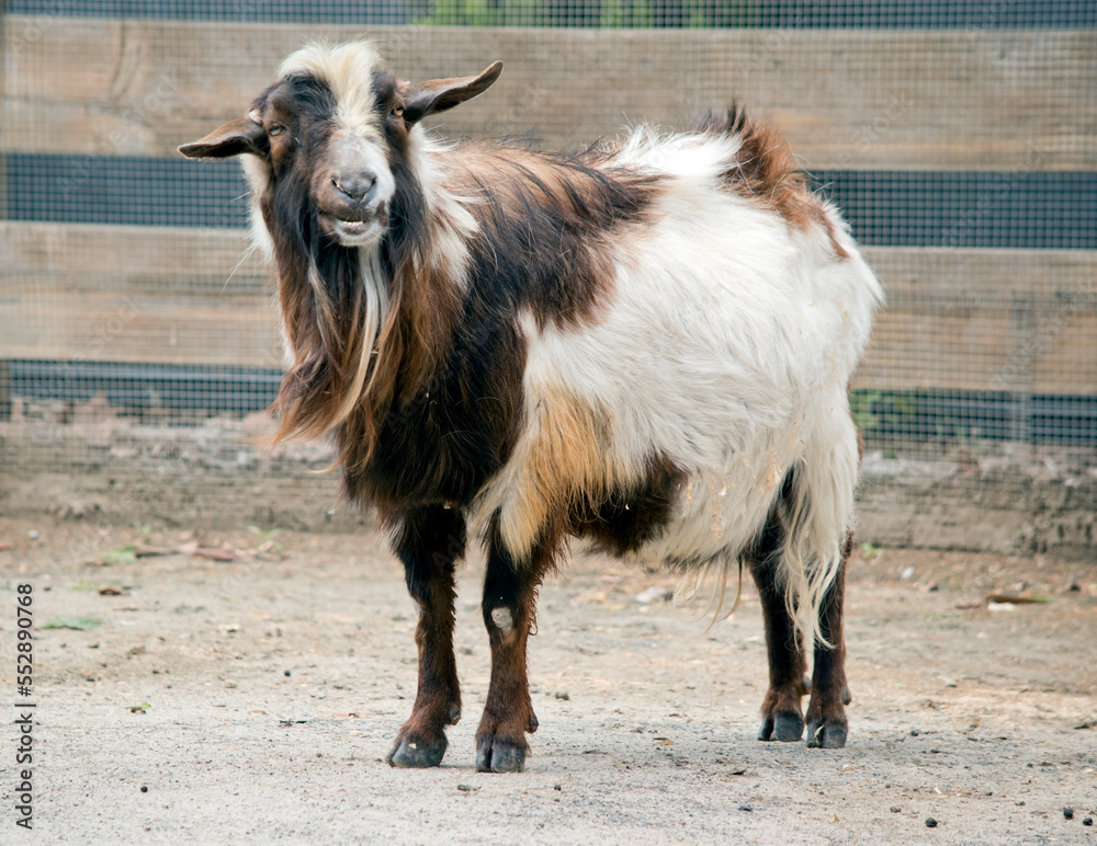 the billy goat has a long beard and is colored brown and white Stock ...