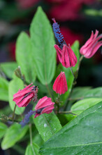 Pink Pointy Flowers Free Stock Photo - Public Domain Pictures