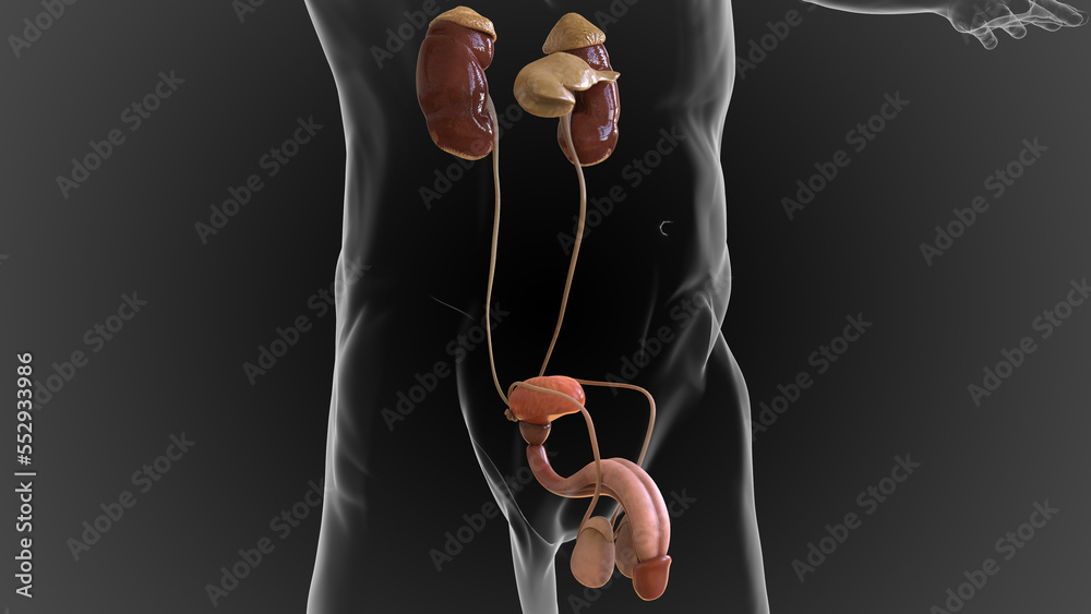 male reproductive system contains the external genitals the penis ...