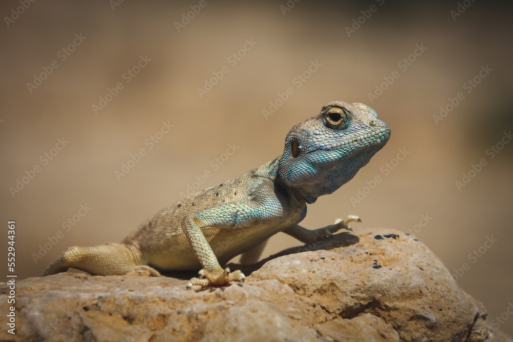 One of the many lizards in Israel Stock Photo | Adobe Stock