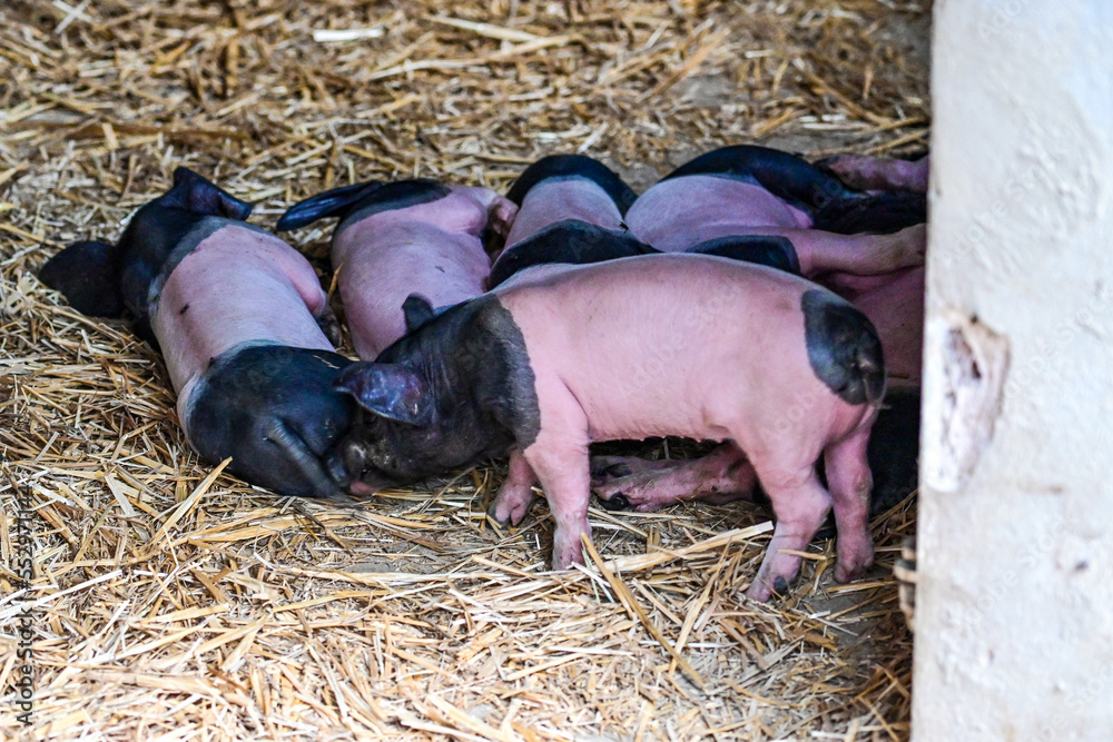 Süßer Schweine-Nachwuchs Ferkel schläft im Heu im Stall im Wildpark in ...