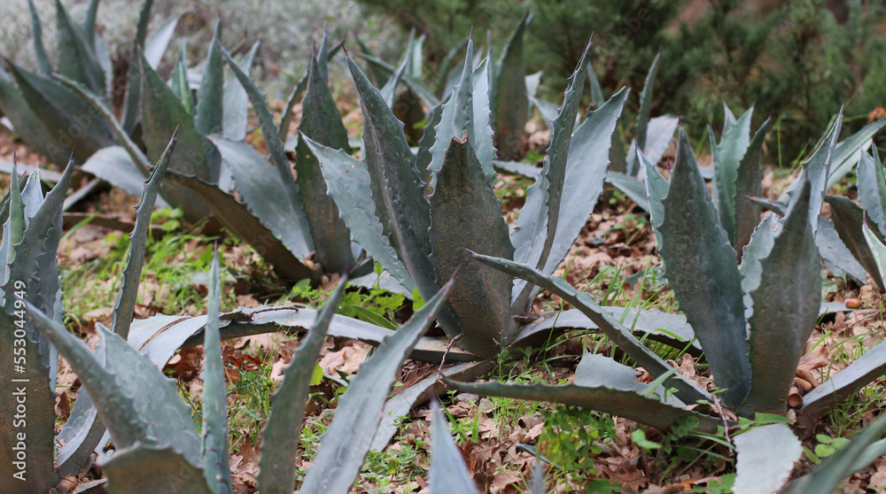Photo Stock greenery in the forest in autumn october 2023. Agave ...