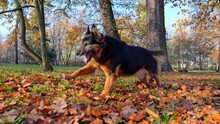 Happy Dogs Playing In Fall Leaves Free Stock Photo - Public Domain Pictures
