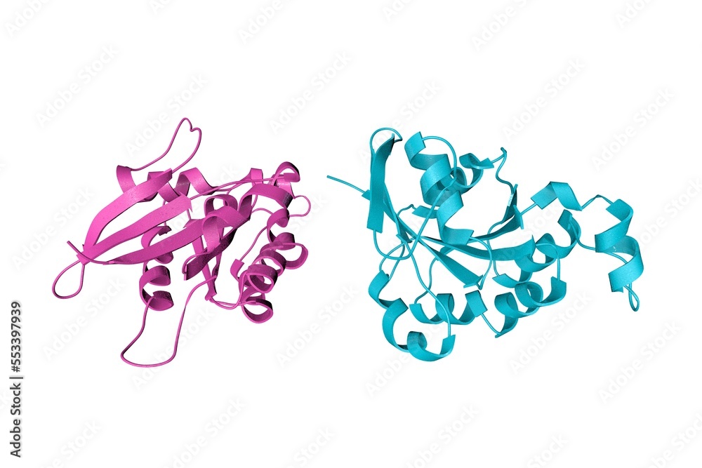 Crystal structure of Cdc42Hs and Gdp complex. Ribbons diagram with ...
