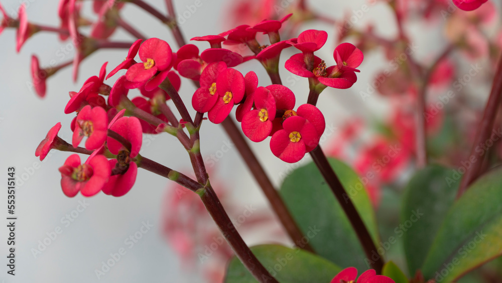 La corona de Cristo (Euphorbia milii) es una planta fanerógama del ...