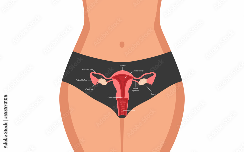 Structure Of The Uterus Female Reproductive System With Parts Diagram