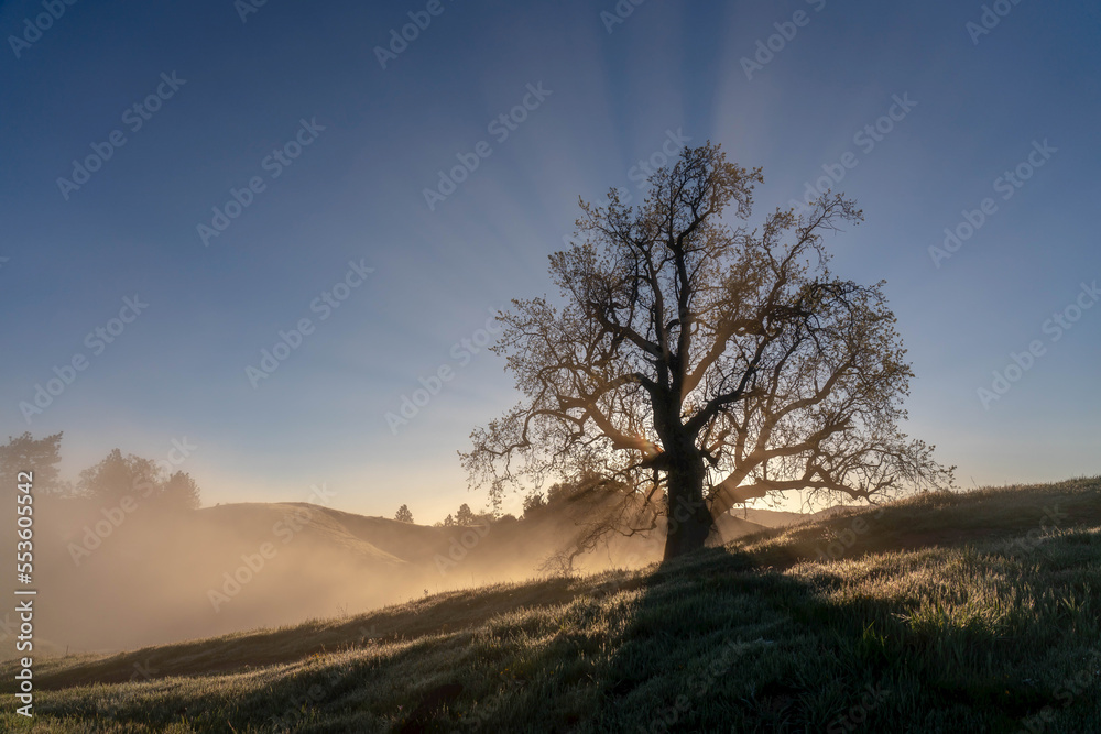 Rays of sunlight pass through the branches of an old oak tree at ...