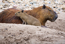 Capybara, Large Rodent Free Stock Photo - Public Domain Pictures