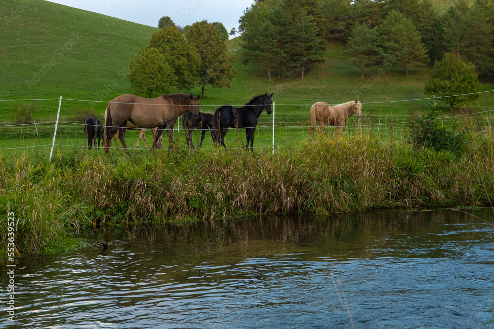 herd of horses in a fenced paddock near a river. Breeding and raising ...