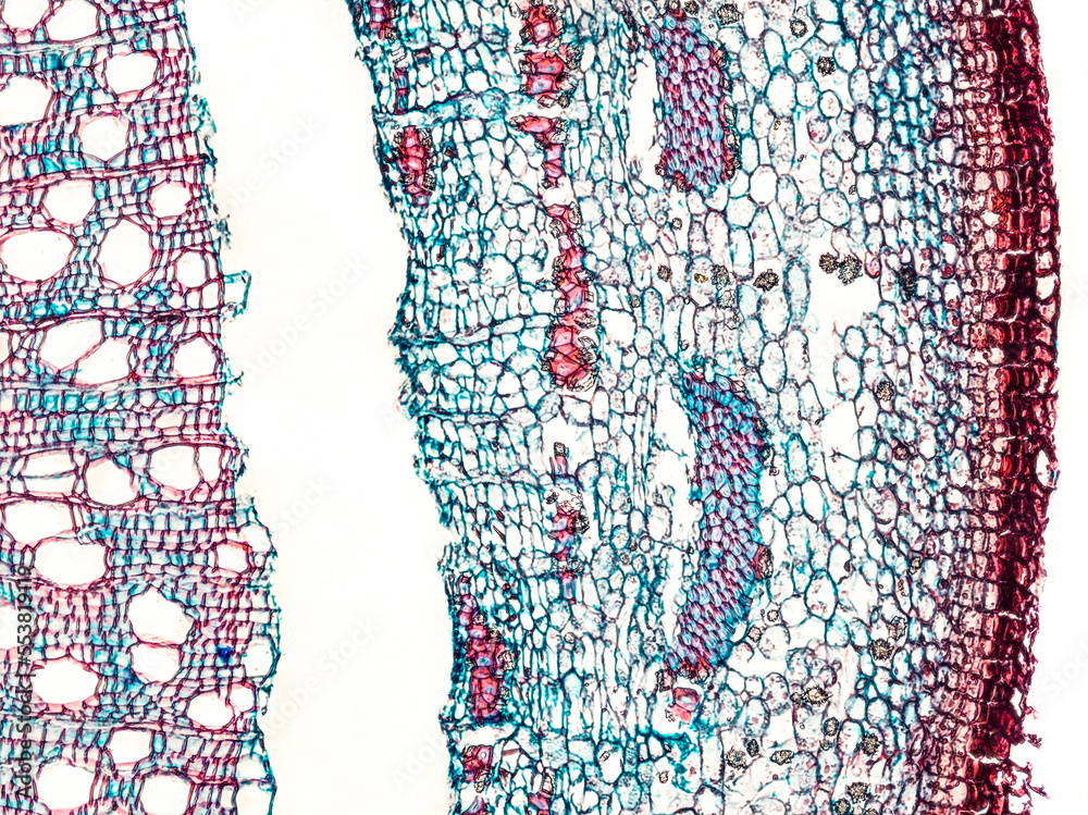 tilia stem cross section under the microscope - optical microscope x200 ...