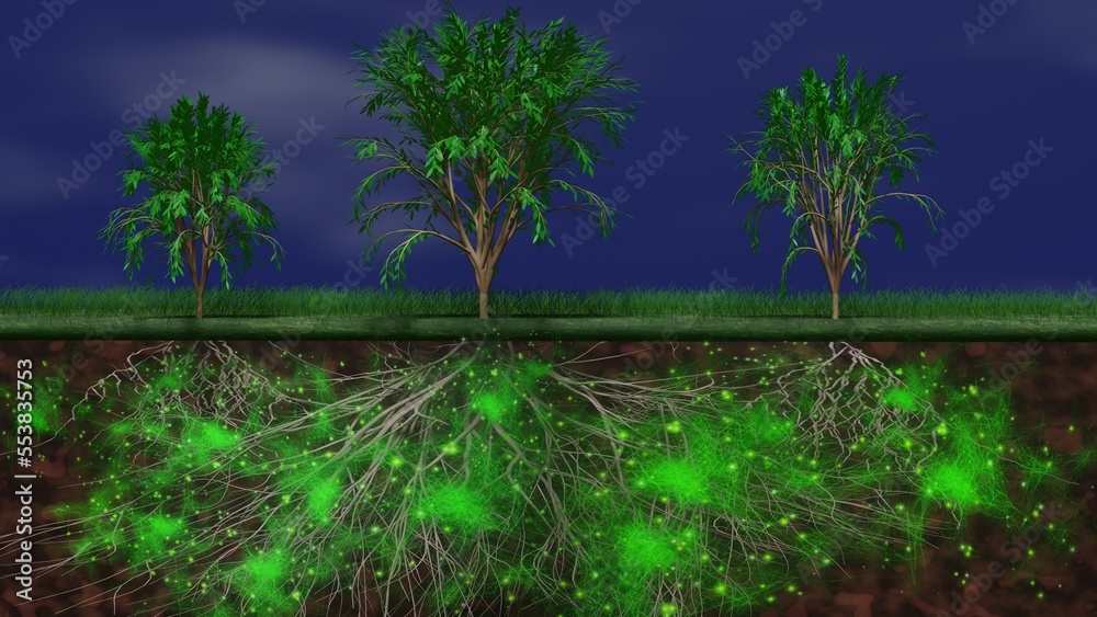 Mycelium network, fungal root system underground. Trees above ground ...