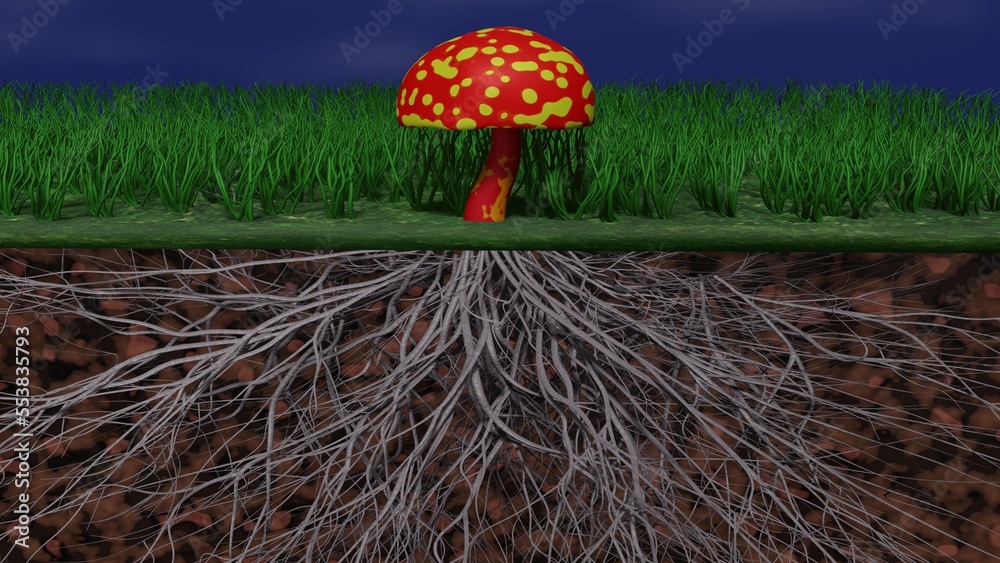Mycelium network, fungal root system underground. Mushrooms above ...