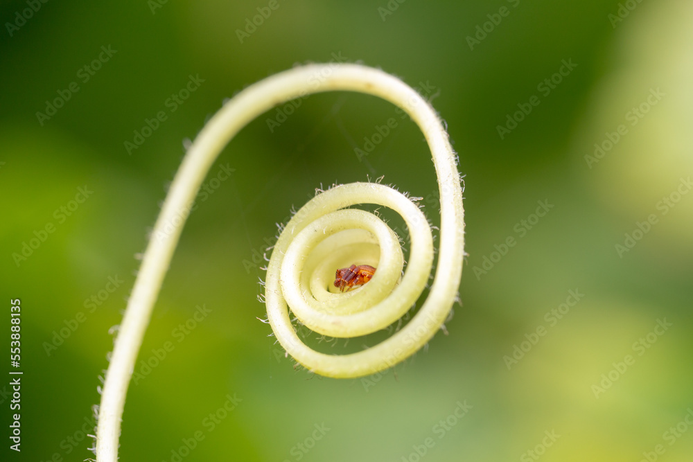 Different types of plants for the study of plant structure in the ...
