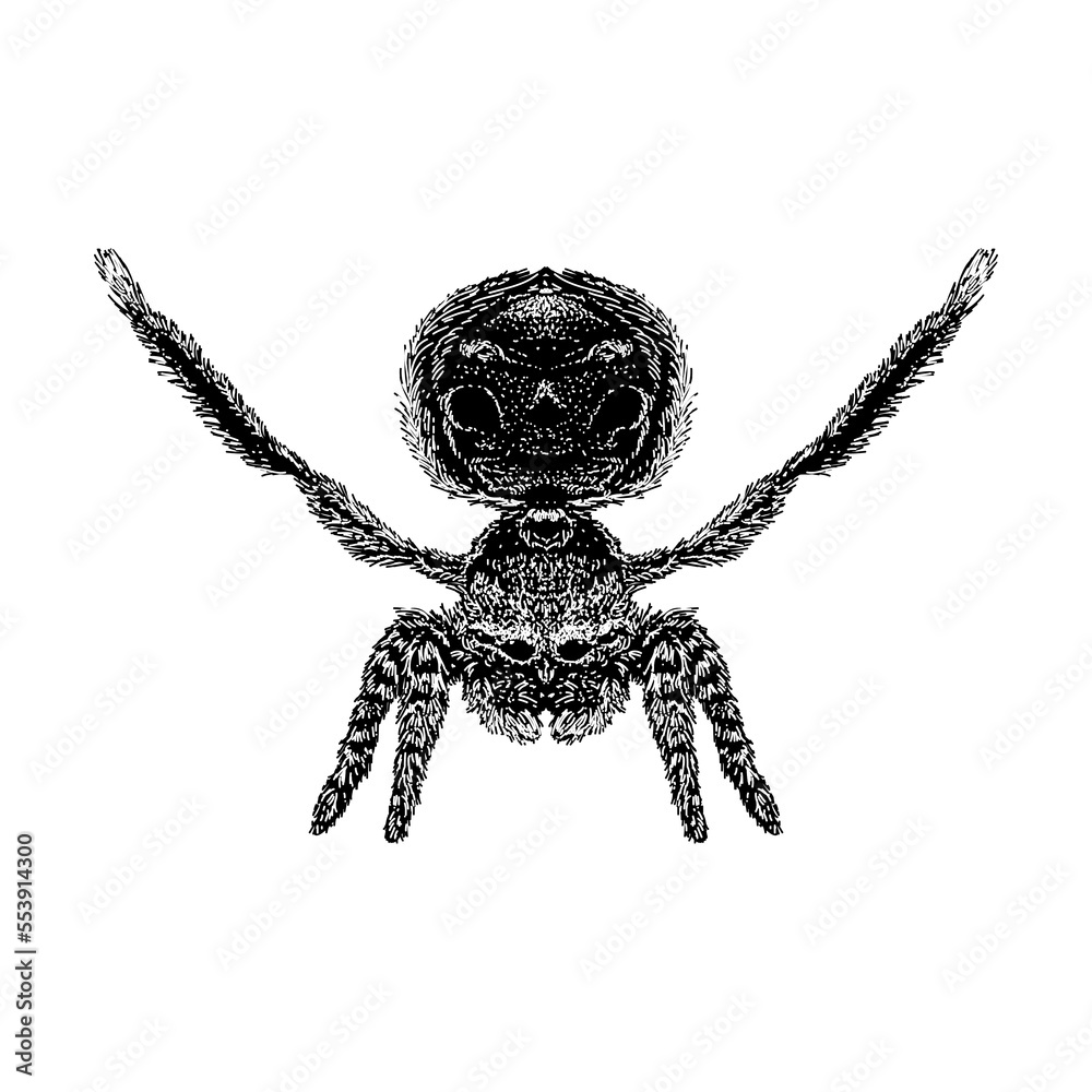 Peacock Spider hand drawing vector illustration isolated on background ...
