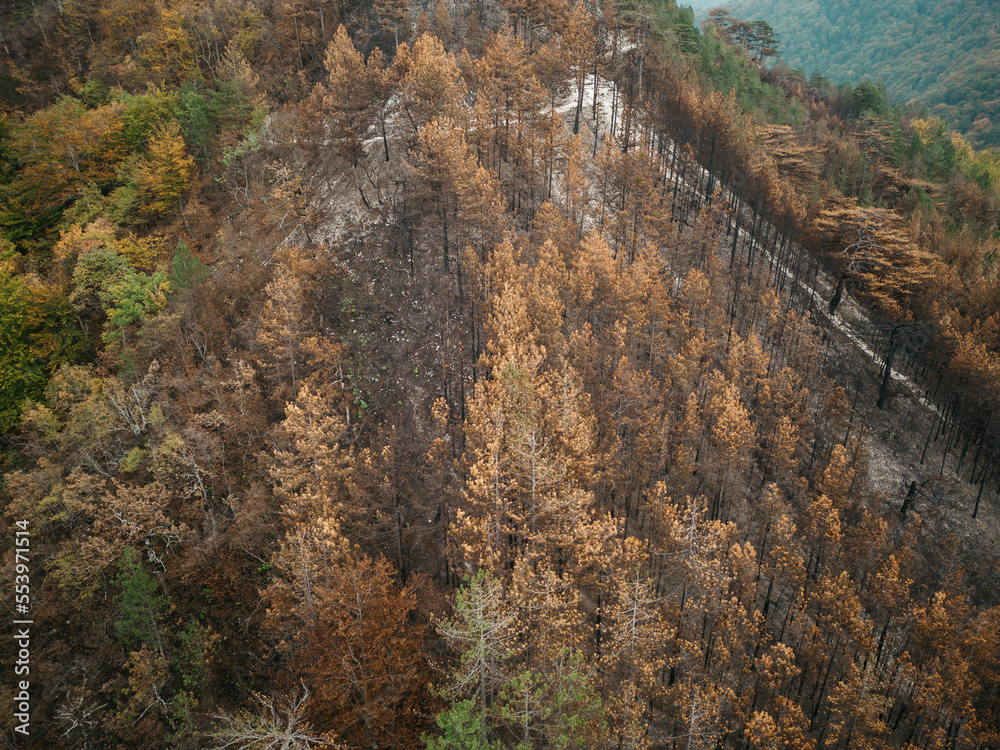 Aerial view of forest landscape with ashes among trees after local fire ...