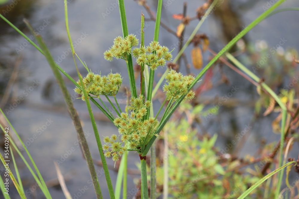 Cyperus eragrostis is a species of sedge known by several common names ...