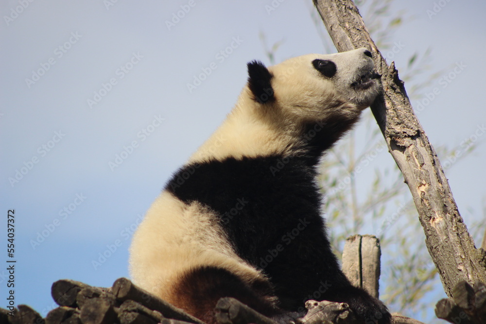 Panda closeup profile rubbing against tree. Cute panda wallpaper image ...