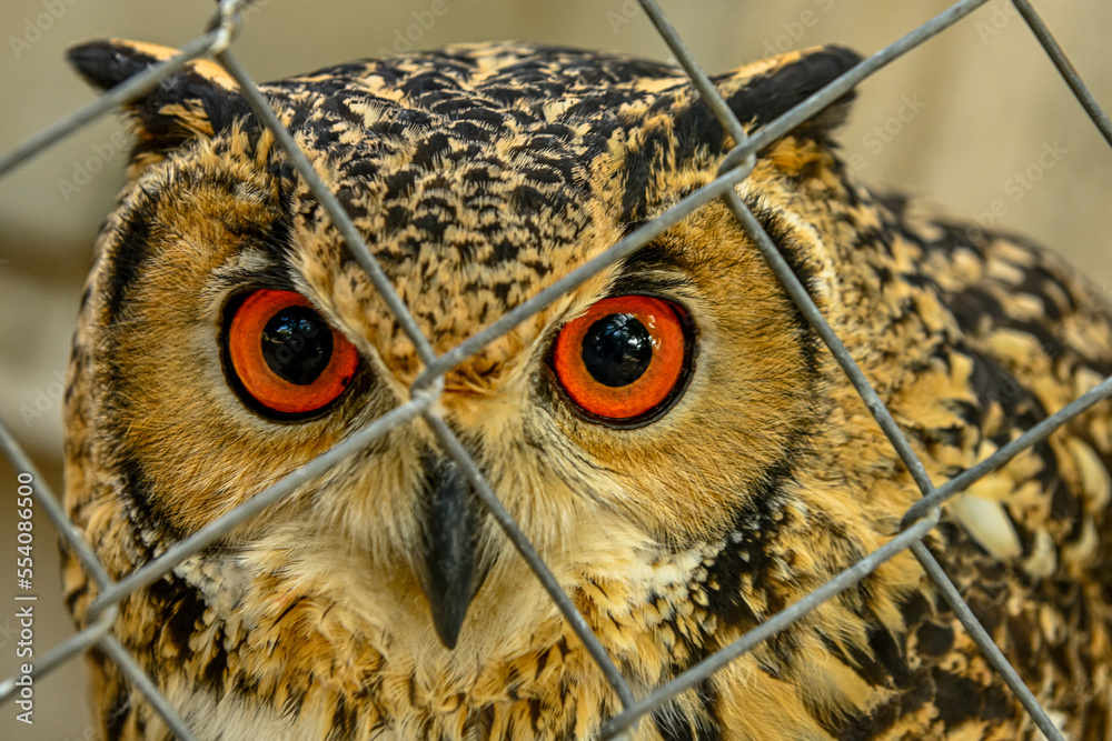 Bubo bengalensis or Bengal owl or Indian eagle owl is a species of ...