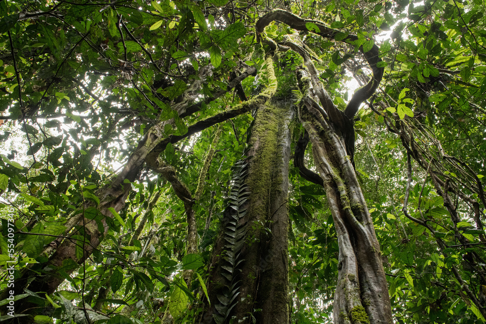 Moss and foliage covering the twisted tree trunks and limbs in the ...
