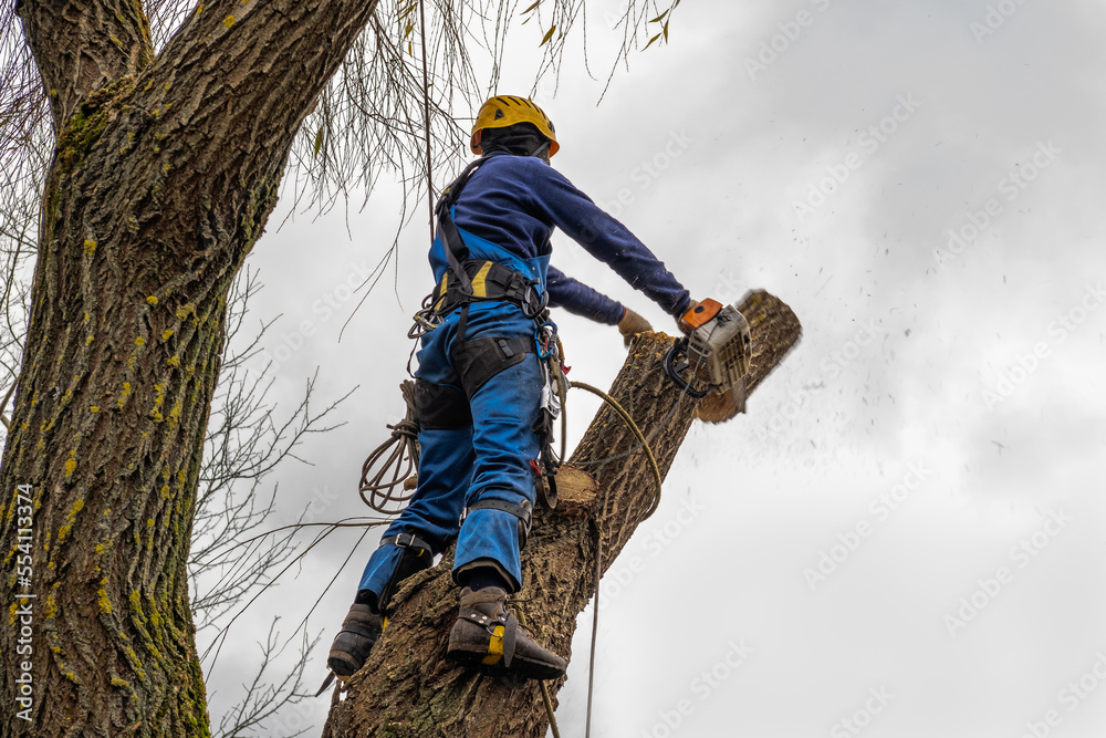 professional standing and cutting, arborist pruning, removing a log ...