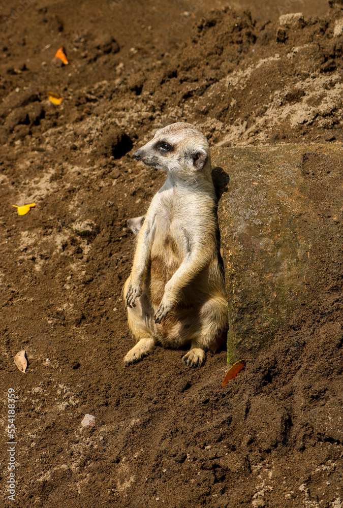 Meerkat or suricate comes out of the hole, meerkat is standing and ...
