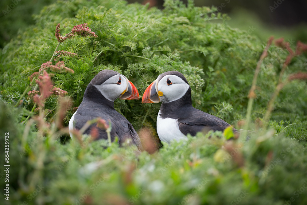 Pair of mating Atlantic Puffins billing outside of burrow, displaying ...