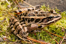 Spring Frog Free Stock Photo - Public Domain Pictures