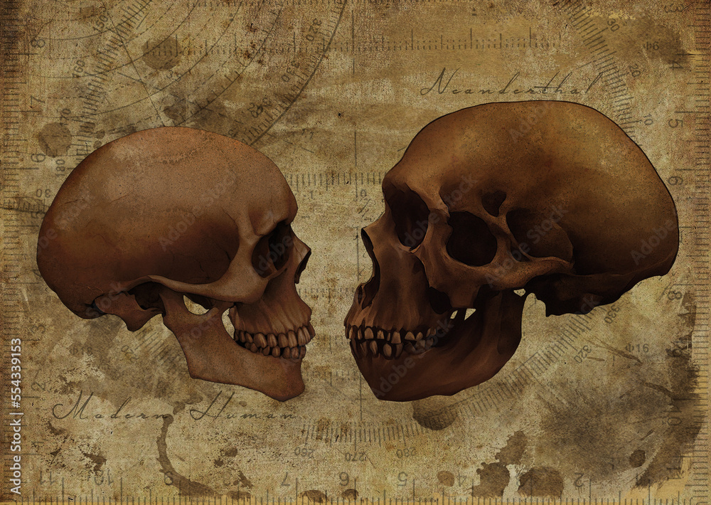 Neanderthals Archaic Extinct Human Skull Vs Modern Human Skull ...