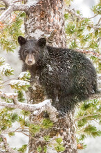 Black Bear In A Pine Tree Free Stock Photo - Public Domain Pictures