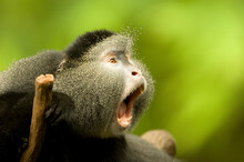 Guenon Monkey Free Stock Photo - Public Domain Pictures