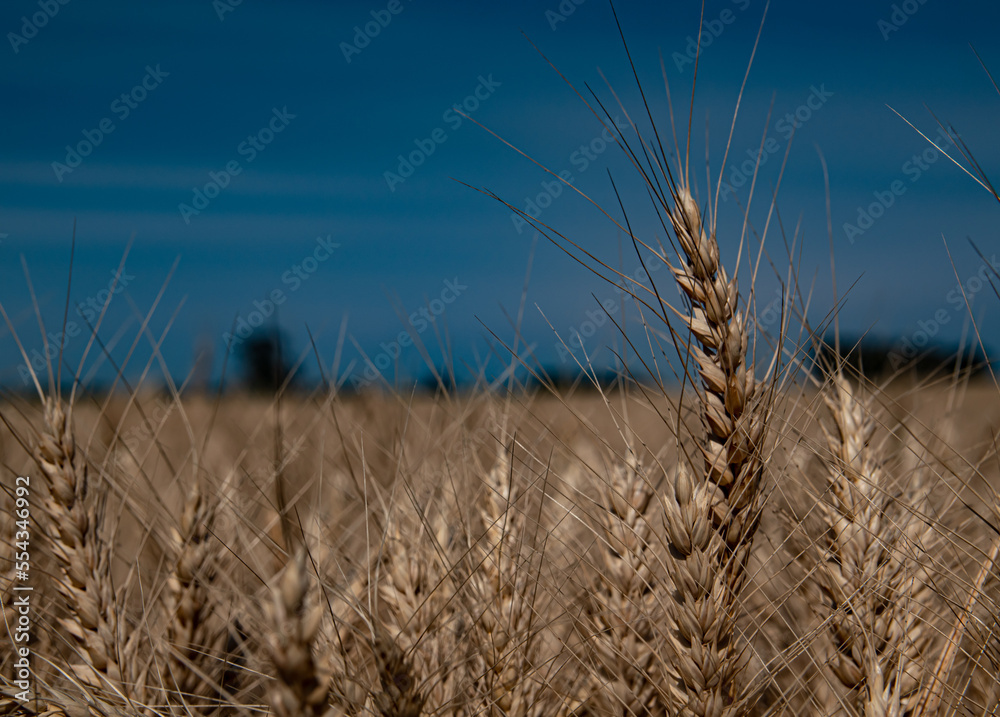 Espiga de trigo en un campo de trigo. Stock Photo | Adobe Stock