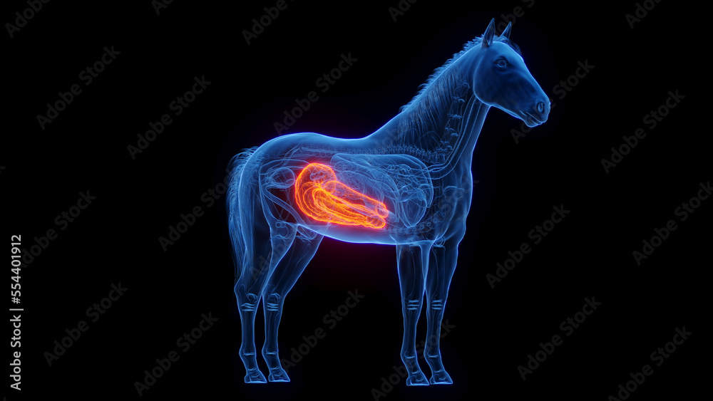 3D medical illustration of a horse's large intestine Stock Illustration ...