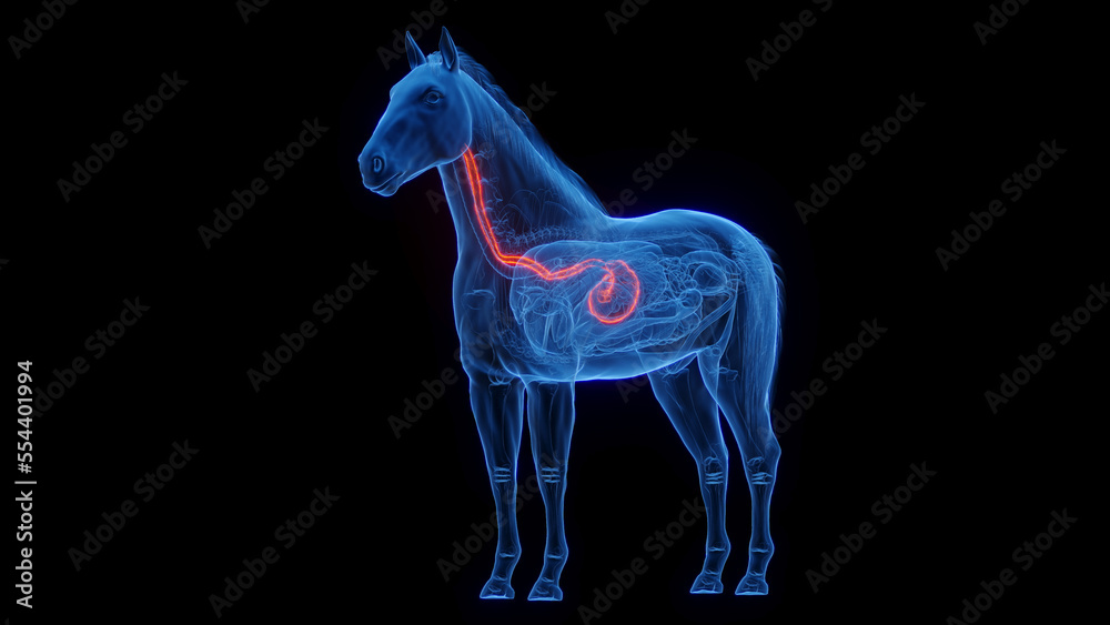 3D medical illustration of a horse's stomach and esophagus Stock ...