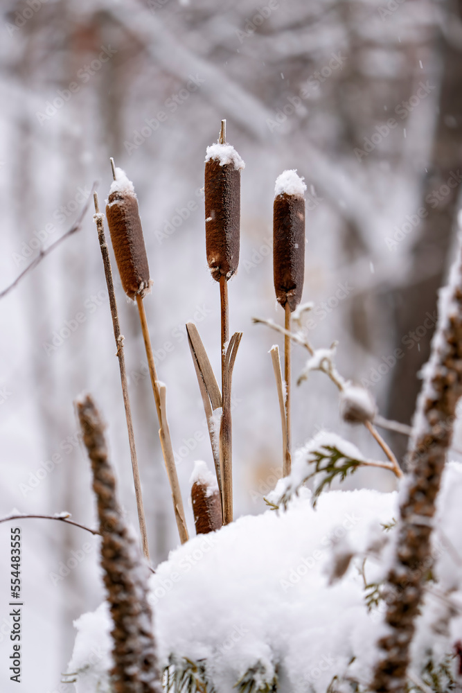 Cattail Plant Photo and Image. Common Cattail or Broad leaf Cattail ...