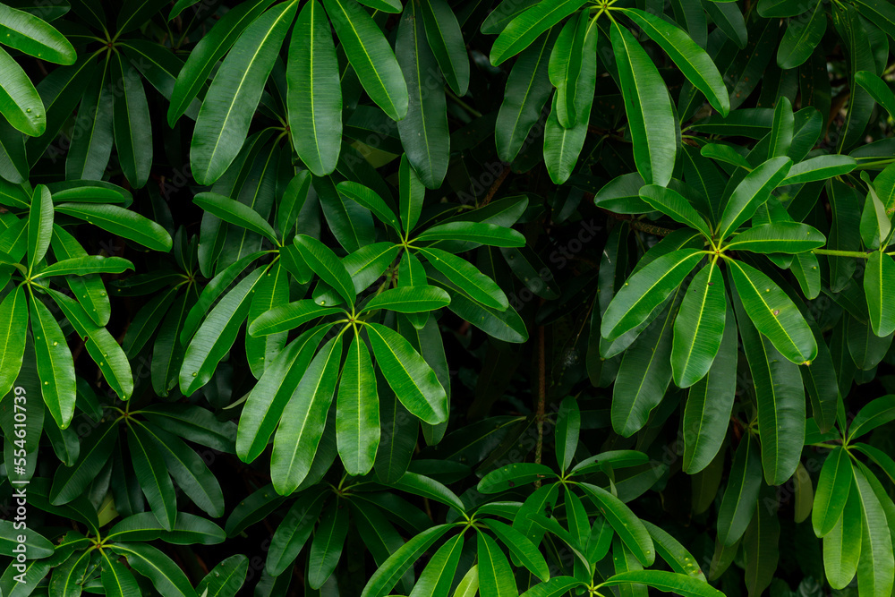 Alstonia scholaris (blackboard tree, Scholar Tree, Milkwood) is an ...