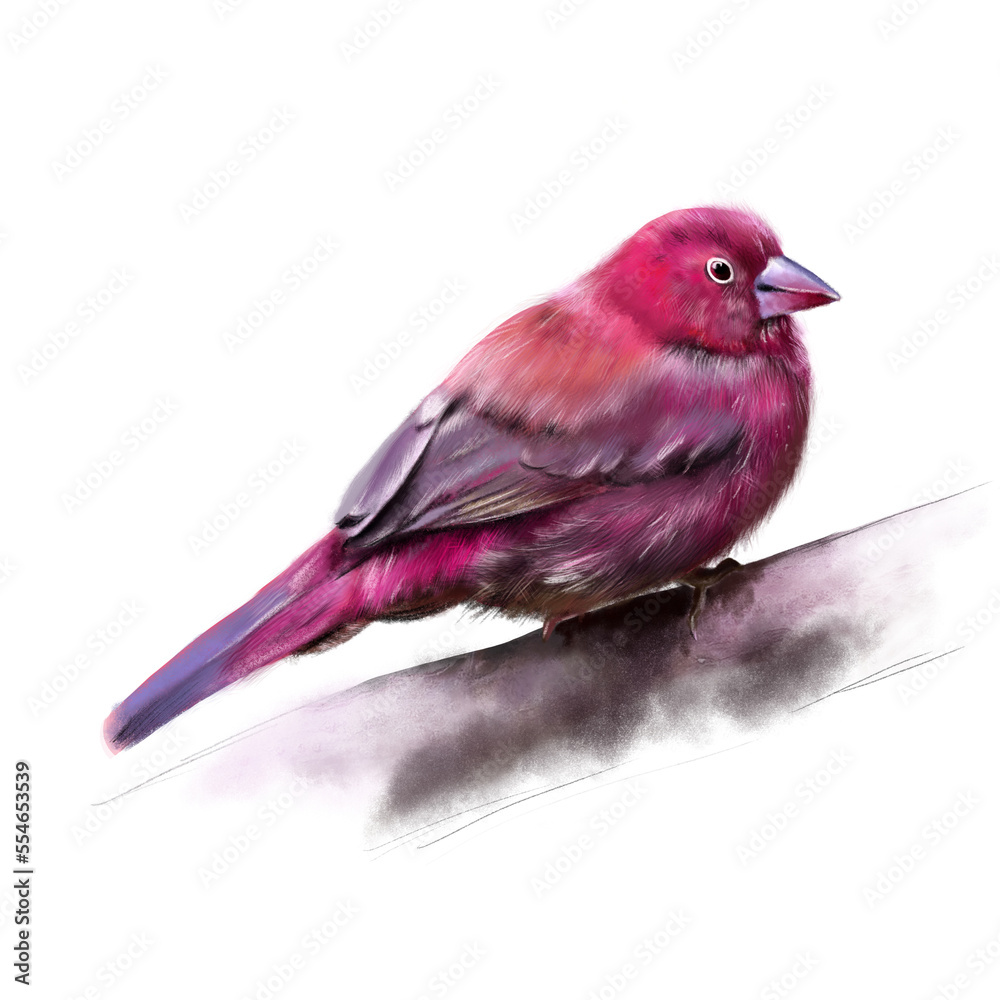 The red-billed fire finch or Senegalese fire finch, Lagonosticta ...