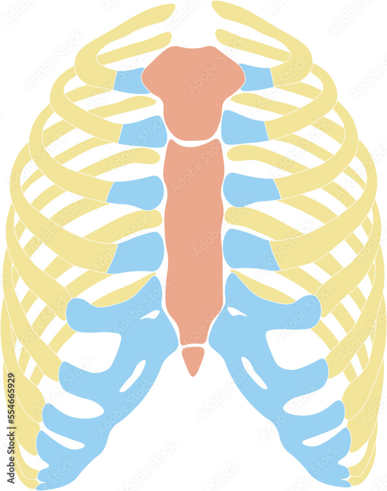 Sternum and Ribs colored (With costal cartilages) Stock Vector | Adobe ...