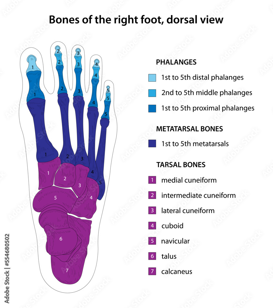 Bones of the right foot, dorsal view Stock Vector | Adobe Stock